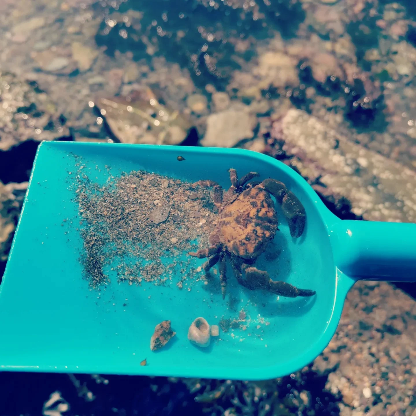 Rockpooling in Looe - Coast & Country Parks
